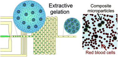 Microfluidic fabrication of composite hydrogel microparticles in the ...