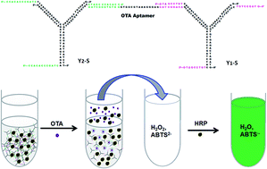 Dual signal amplification by an “on-command” pure DNA hydrogel ...