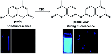 A highly selective and sensitive fluorescence probe for rapid detection of hypochlorite in tap ...