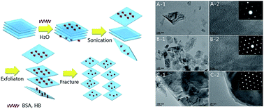 Protein-induced ultrathin molybdenum disulfide (MoS2) flakes for a ...