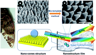 Integrated super-hydrophobic and antireflective PDMS bio-templated from ...