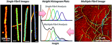 Quantitative analysis of amyloid polymorphism using height histograms ...