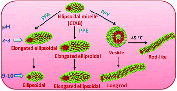 Microstructural morphologies of CTAB micelles modulated by aromatic ...