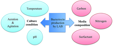 Fermentation factors influencing the production of bacteriocins by ...