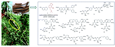 Nine new compounds from the root bark of Lycium chinense and their α ...