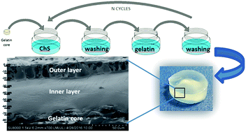 Double-membrane thermoresponsive hydrogels from gelatin and chondroitin ...