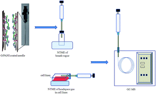 Graphene/polyaniline electrodeposited needle trap device for the ...