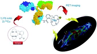 Cyclam te1pa for 64Cu PET imaging. Bioconjugation to antibody ...