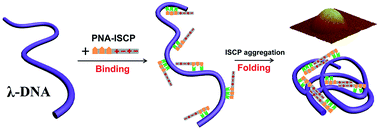 Peptide nucleic acid-ionic self-complementary peptide conjugates ...