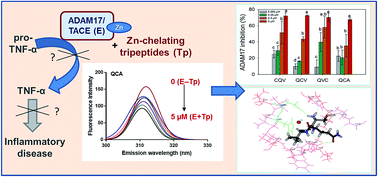 Inhibition of ADAM17/TACE activity by zinc-chelating rye secalin ...