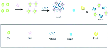 Single Stranded Binding Protein