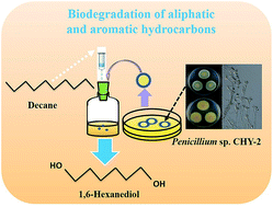 Biodegradation of aliphatic and aromatic hydrocarbons using the ...
