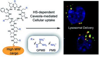 Polymyxins facilitate entry into mammalian cells - Chemical Science ...