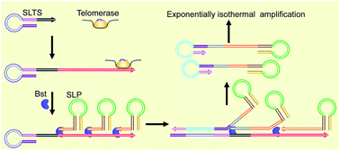 Ultrasensitive detection of telomerase activity in a single cell using stem-loop primer-mediated ...