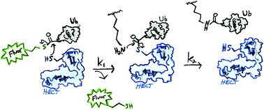 UbFluor: a mechanism-based probe for HECT E3 ligases - Chemical Science ...