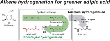 Alkene hydrogenation activity of enoate reductases for an ...