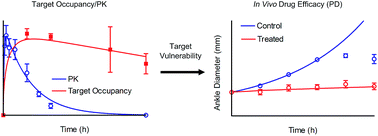 A quantitative mechanistic PK/PD model directly connects Btk target engagement and in vivo ...