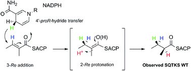 Substrate selectivity of an isolated enoyl reductase catalytic domain ...