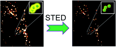 Protein-based fluorescent nanoparticles for super-resolution STED ...