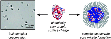 Complex coacervation of supercharged proteins with polyelectrolytes ...