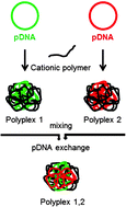Evidence for plasmid DNA exchange after polyplex mixing - Soft Matter ...