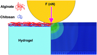 Nanoindentation and finite element modelling of chitosan–alginate ...