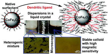 Magnetic actuation of a thermodynamically stable colloid of ferromagnetic nanoparticles in a ...