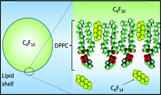 The influence of intercalating perfluorohexane into lipid shells on ...