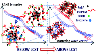 Thermoresponsive behavior of micellar aggregates from end ...