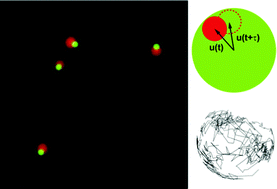 Measuring rotational diffusion of colloidal spheres with confocal ...