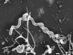 Structural mechanics and helical geometry of thin elastic composites ...
