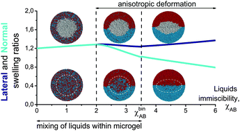 A polymer microgel at a liquid–liquid interface: theory vs. computer ...