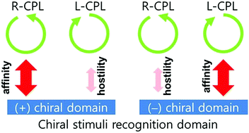 Enhancing and reducing chirality by opposite circularly-polarized light ...