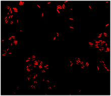 Dynamic self-organization of side-propelling colloidal rods ...