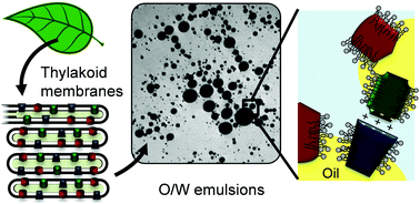 Interfacial properties and emulsification performance of thylakoid ...