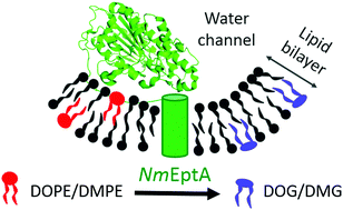 Direct demonstration of lipid phosphorylation in the lipid bilayer of ...
