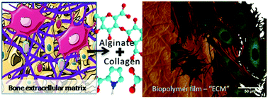 Bioinspired titanium coatings: self-assembly of collagen–alginate films ...