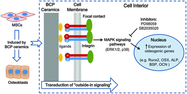 Roles of calcium phosphate-mediated integrin expression and MAPK ...