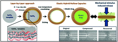 Mechanical stimuli responsive and highly elastic biopolymer ...