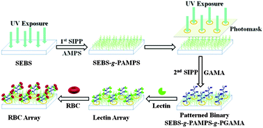 Capturing red blood cells from the blood by lectin recognition on a ...