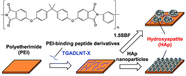 Surface functionalization of polymer substrates with hydroxyapatite ...