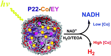 Co-localization of catalysts within a protein cage leads to efficient ...