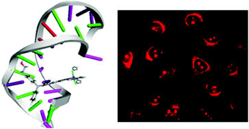 A two-photon fluorescent RNA probe screened from a series of oxime ...