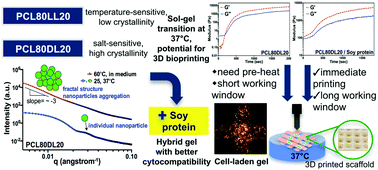 Preparation and characterization of a biodegradable polyurethane ...