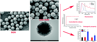 ZnO quantum dots modified bioactive glass nanoparticles with pH-sensitive release of Zn ions ...