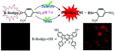 Red fluorescent probes based on a Bodipy analogue for selective and ...