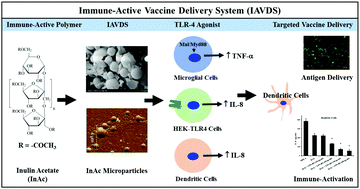 Discovery of inulin acetate as a novel immune-active polymer and ...