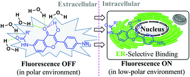 Fluorescent flavonoids for endoplasmic reticulum cell imaging - Journal ...