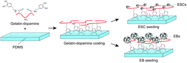 The effects of gelatin–dopamine coating on polydimethylsiloxane ...