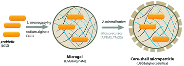 Core–shell alginate@silica microparticles encapsulating probiotics ...